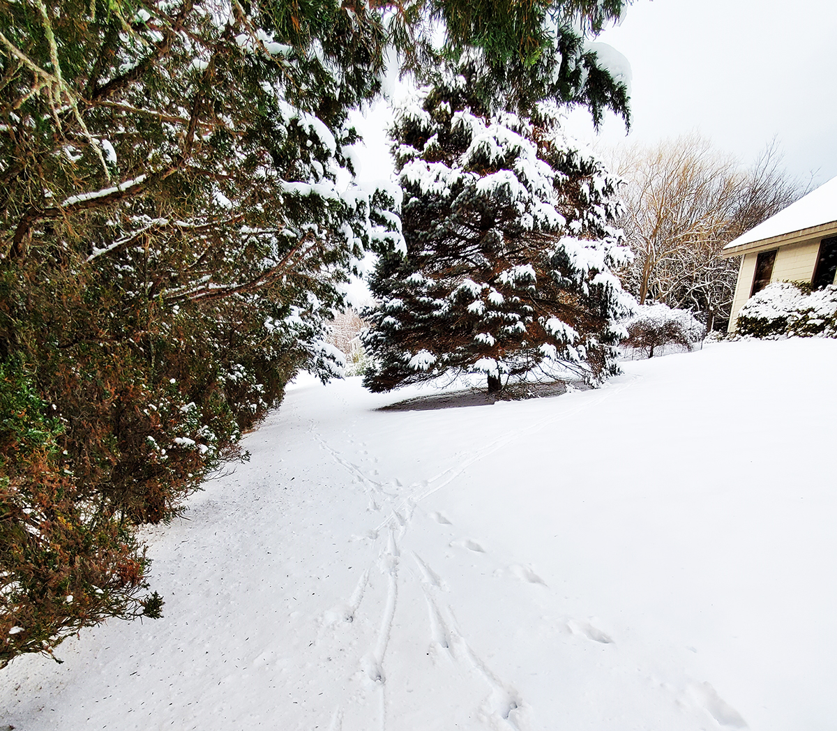 Mashomack Musings: A lot to ‘read’ in tracks - Shelter Island Reporter Archives